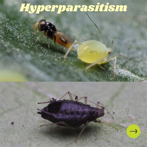 Beneficial Insectary Inc On Linkedin Hyperparasite Hyperparasitoid
