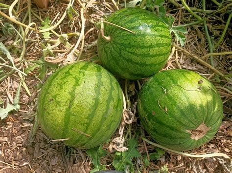 Watermelon Hamby Local Seeds