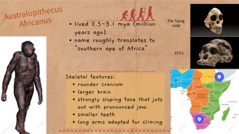 Australopithecus Africanus