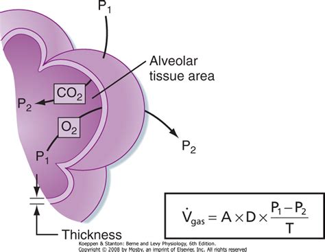 Alveoli Diffusion