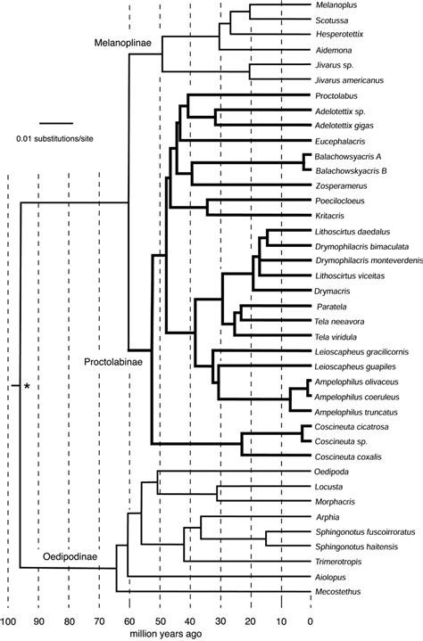 Estimated Timing Of The Evolution Of The Proctolabinae Melanoplinae