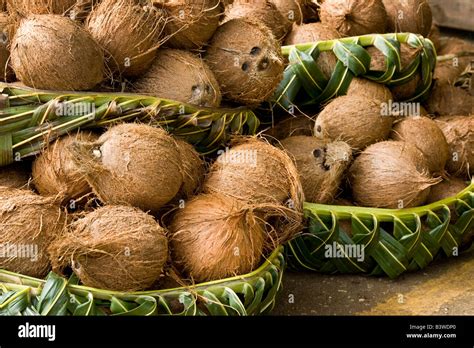 Oceania Polynesia Kingdom Of Tonga Display Of Coconuts For Sale In