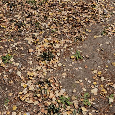 Ground Autumn Scan 2 3d Model 10 Fbx Obj Max Free3d