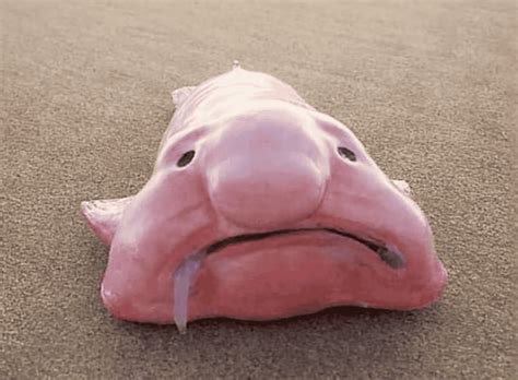 Cur Blobfish Non Mundi Taetri Animal Animalia Circum Globe