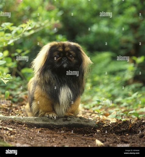 What Is A Sleeve Pekingese At Kai Clunie Blog