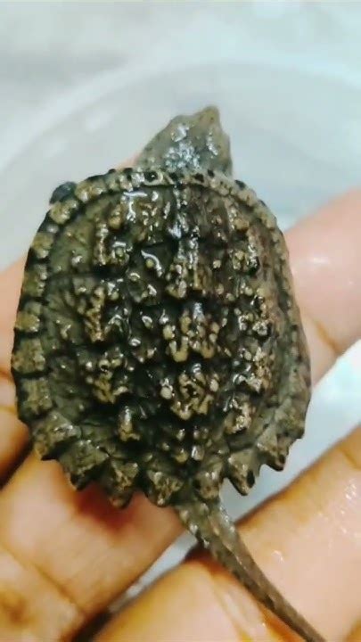 Snaping Turtles ️‍🔥 Youtube