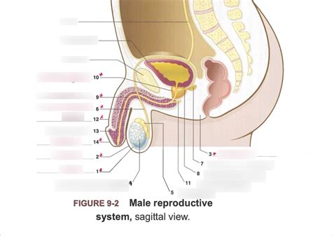 Diagram Of Diagram Male Reproductive System Part 2 Quizlet