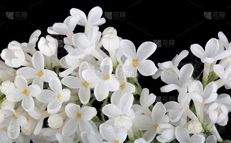 纯白色孤立的黑色丁香大花素材 花瓣网