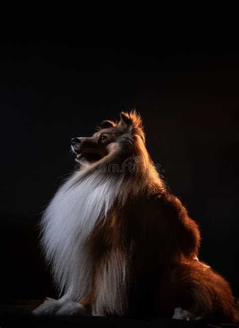 A Sable And White Shetland Sheepdog Sheltie In A Striking Side View