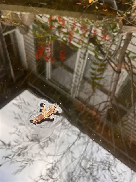 What Is This Bug Spouse Says Alien Tia Rwhatsthisbug