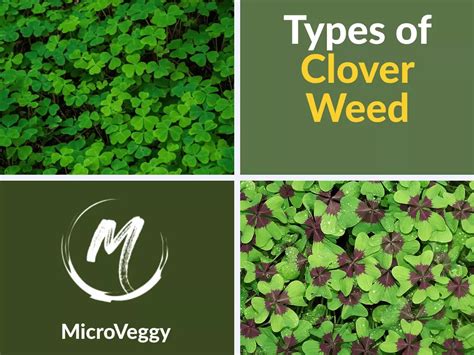 Identifying 9 Types Of Clover Weeds In Your Garden