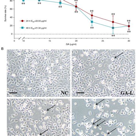 A Apoptotic Cells Determined By Tunel Assay Dapi Staining For