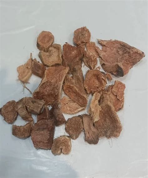 Brown Organic Semal Musli Root At ₹ 55 Kg In Shivpuri Id 2852212976373