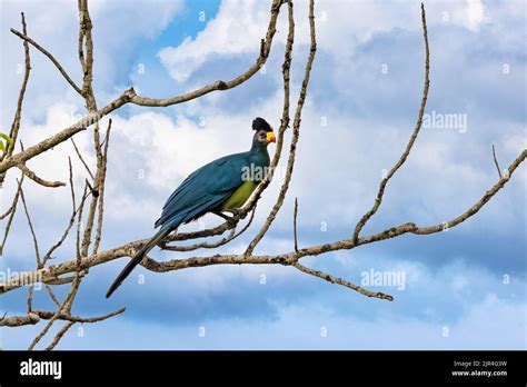Great Blue Turaco Corythaeola Cristata Perched On A Tree In Kibale