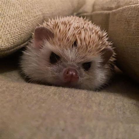 My Cheeto Puff 🤍 I Love You R Hedgehog