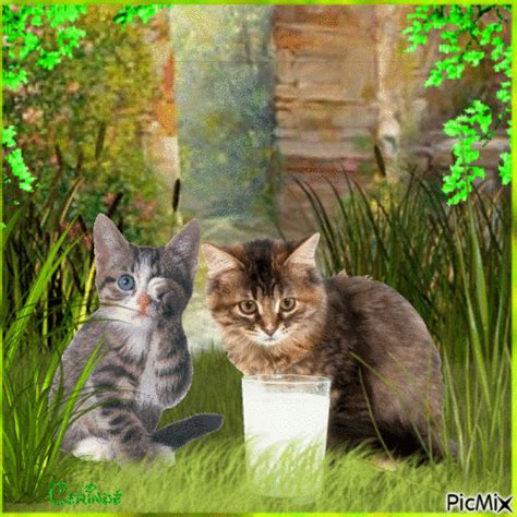 Les Chats  Animé Gratuit