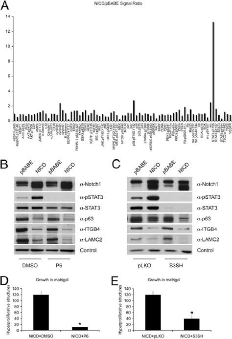 Nicd Induced Hyperproliferative Response Requires Stat3 Activation A Download Scientific