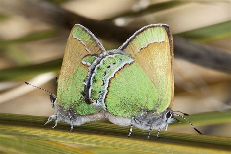 28 Amazing Green Butterflies Pictures And Identification