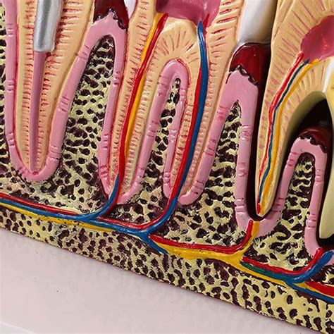 Anatomical Models Teeth Cross Section Model Gums Model Anatomy Teeth