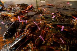 Nb Seafood Processor Fined Record 1 Million For Breaking Temporary