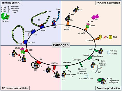 Pathogens Are Able To Protect Themselves From Complement Activation