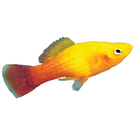 Marigold Variatus Fish Goldfish Betta And More Petsmart Pet Fish