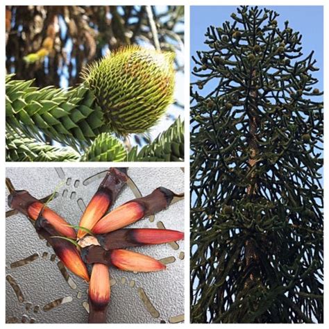 Araucaria Excelsa Tree Care Araucaria Araucana Tree Leaves