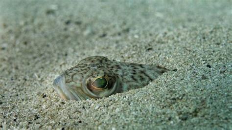 Beach Goers Warned About Poisonous Weever Fish Amid Spell Of Hot Weather