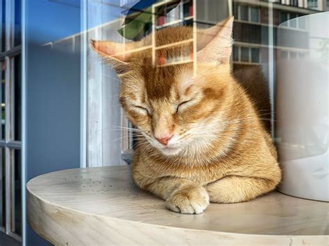 Cat Cafe Kaimuki At Luca Barrow Blog