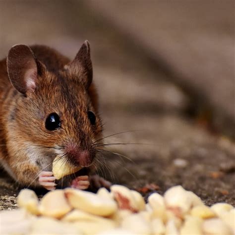 Idaho Falls Rodent Control Colling Professional Services