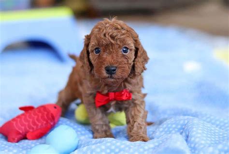 Red Cavapoo How Rare Is This Beautiful Color
