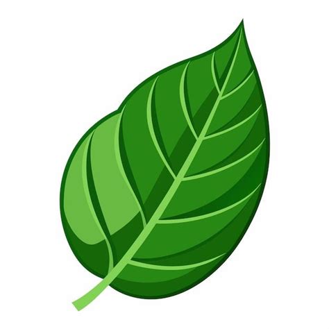 Leaf Clipart Cartoon Illustration Drawing Premium Vector Leaf Clipart Clip Art Cartoon Leaf