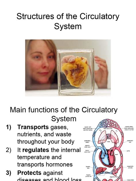 Circulatory System Structures Explained Pdf Heart Valve Heart