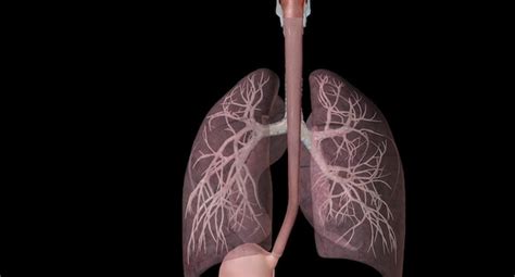 Premium Photo The Upper Respiratory Tract Includes The Nose Or