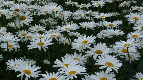 Download A Field Of White Daisies With Yellow Centers Wallpaper