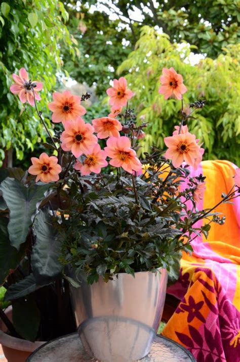 Dahlia Mystic Fantasy 004 Planthaven International