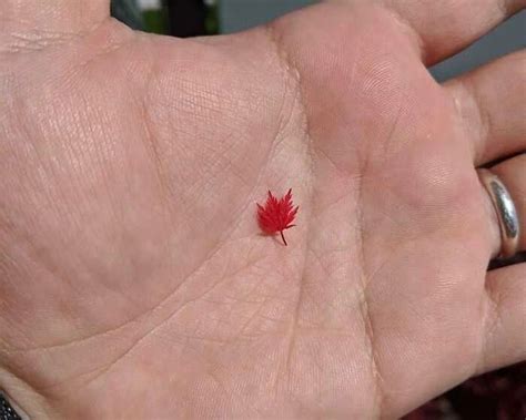 Vitomir Rašić On Linkedin Interesting Positivevibe Goodnews Postoftheday Wfh Vita Serbia