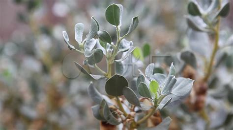 小沙冬青矮沙冬青新疆沙冬青1920x1080高清视频素材下载编号8910811实拍视频光厂vj师网