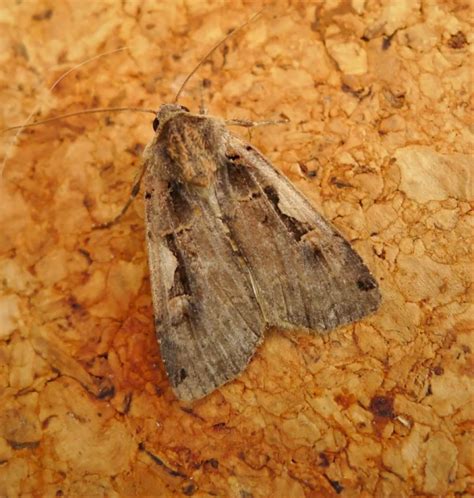 Setaceous Hebrew Character Facts Diet Habitat And Pictures On