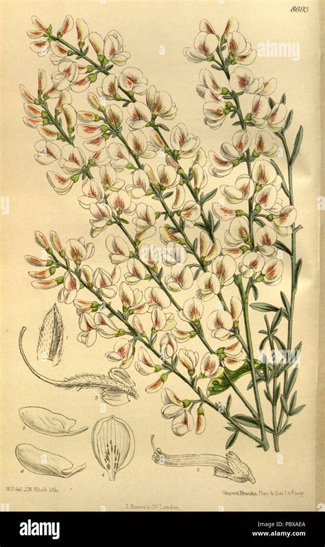 Cytisus Albus Hi Res Stock Photography And Images Alamy