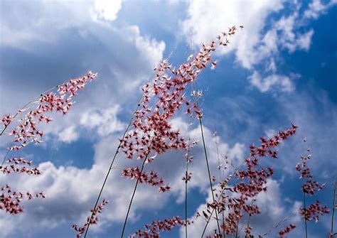 Natal Redtop Background Images Hd Pictures And Wallpaper For Free Download Pngtree