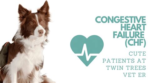 Cute Patients From Twin Trees Vet Er Twin Trees