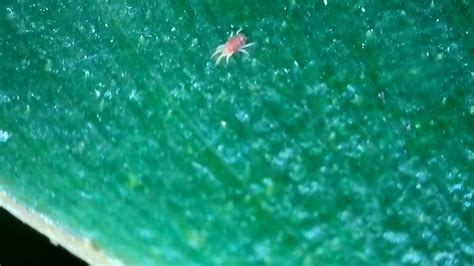 Spider Mites Or Predatory Mites Rhouseplants