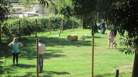 Parque Canino Da Quinta Do Passal Coisas Para Fazer Grande Porto Porto