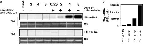 Figure 1 From T Helper Type 1 Specific Brg1 Recruitment And Remodeling Of Nucleosomes Positioned