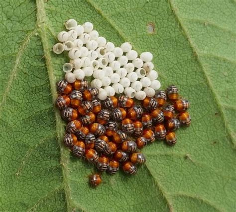 Stink Bugs As Pests Of Cotton Land Grant Press