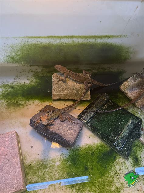 Northern Forest Dragon Juvenile To Adult Strictly Reptiles