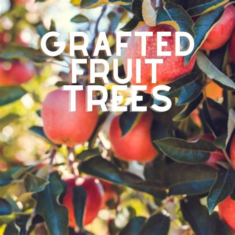 Grafted Fruit Trees Premium Tropical Varieties Online Everglades Farm