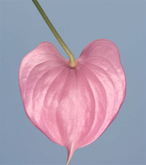 Painful Sex Cbd Oil And Holistic Healing Foria