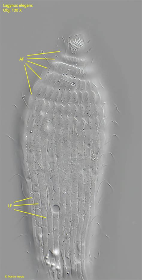Lagynus Elegans Real Micro Life
